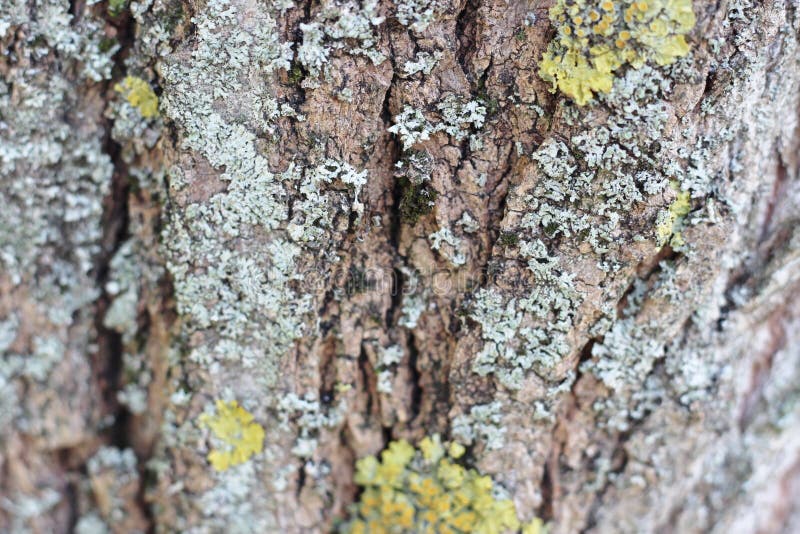 The life on a tree bark stock image. Image of symbiotic - 76281031