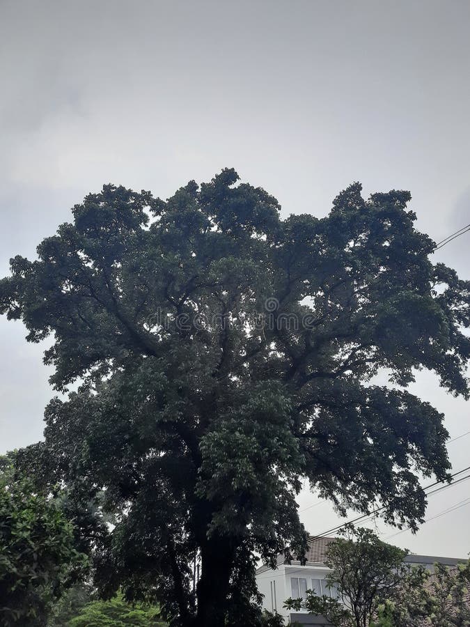Life of tree stock image. Image of snow, plant, sunlight - 208162463
