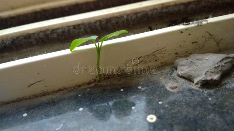 Life of a tree stock image. Image of tree, found, life - 138536281