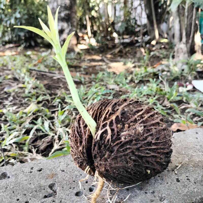 The Life of a Tree, from Seeds, Grows Shoots, before Becoming a Big ...