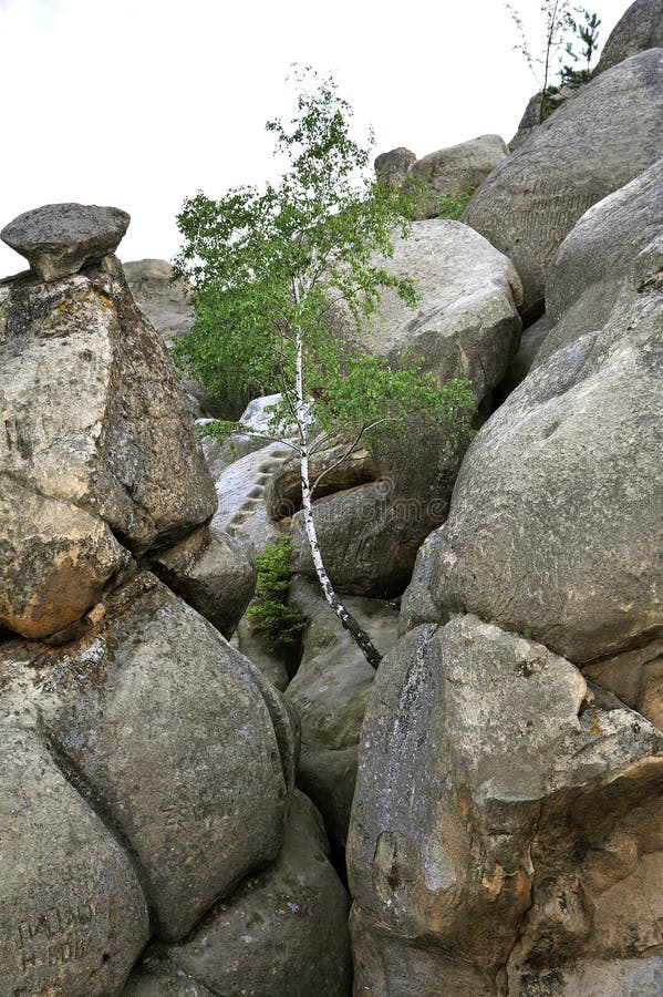 Lonely Birch Grows Amongst Large Stones Stock Image - Image of trees ...