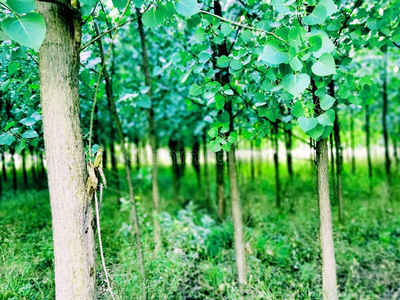Life of trees stock photo. Image of cuting, leaves, watchsunset - 147575522