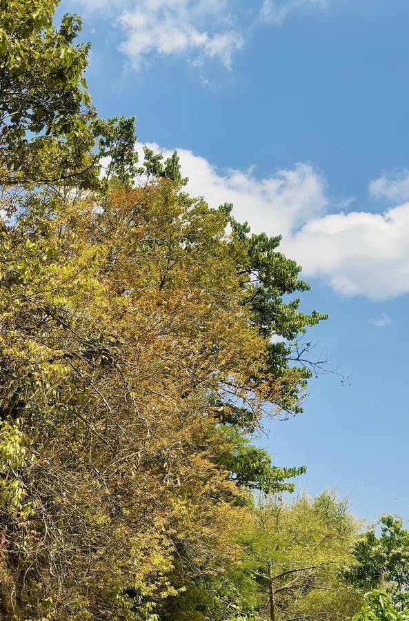 Life Twigh Stock Photos - Free & Royalty-Free Stock Photos from Dreamstime