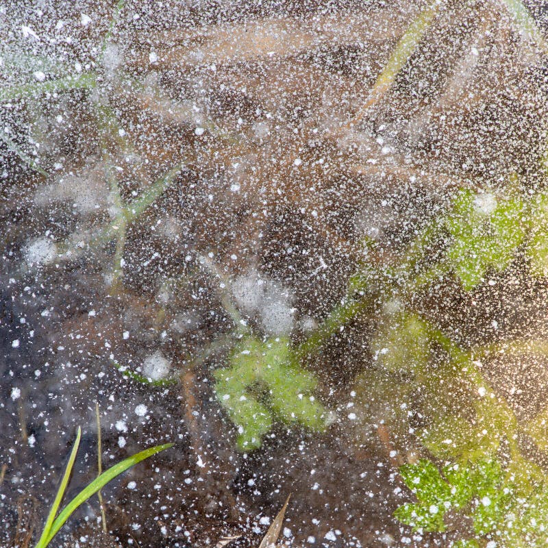 Life Under Ice. Frozen Grass in the Ice Stock Image - Image of white ...