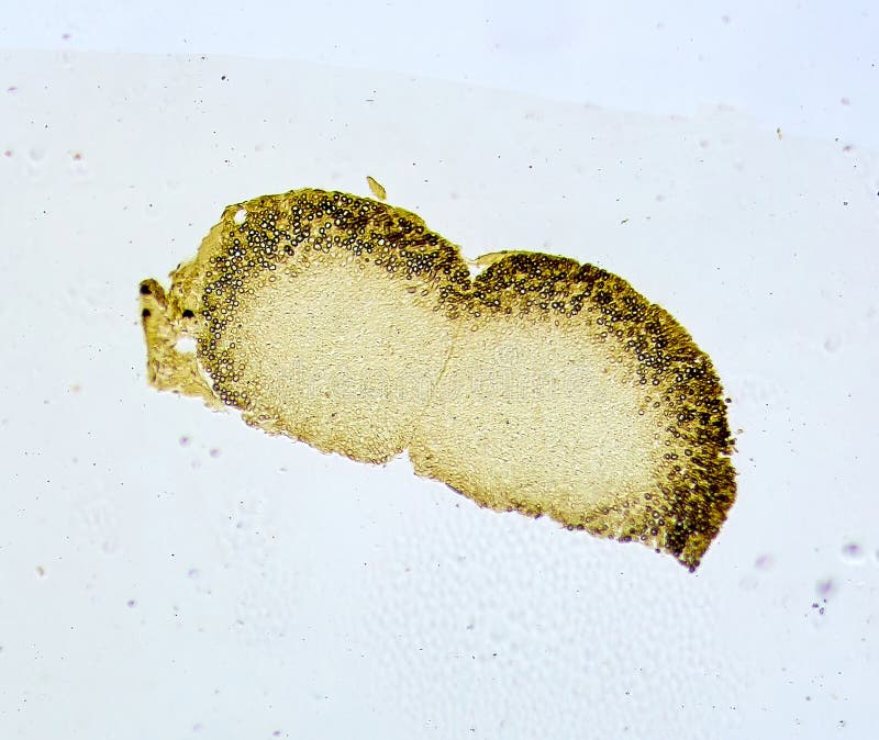 Life under a microscope stock image. Image of micro - 308361167