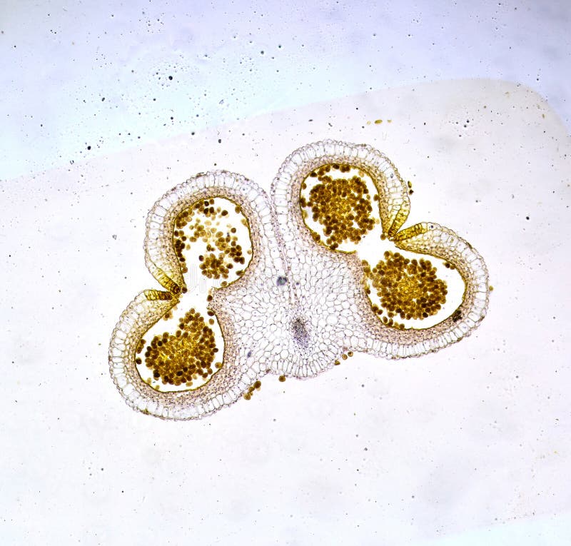 Life under a microscope stock photo. Image of microbiology - 309095220