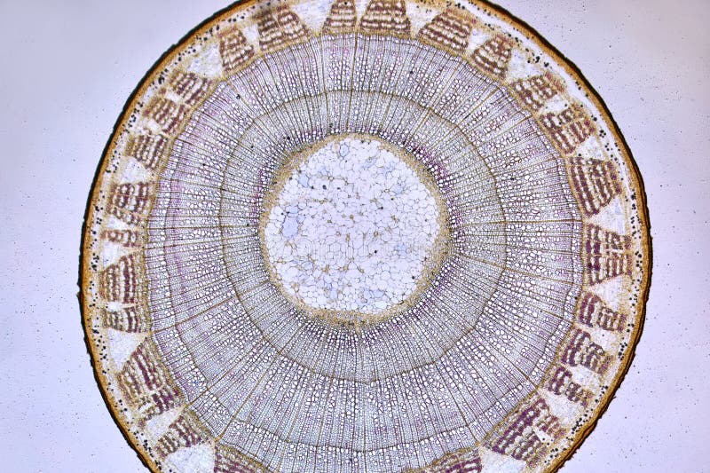 Life under a microscope stock photo. Image of microbiology - 309095280