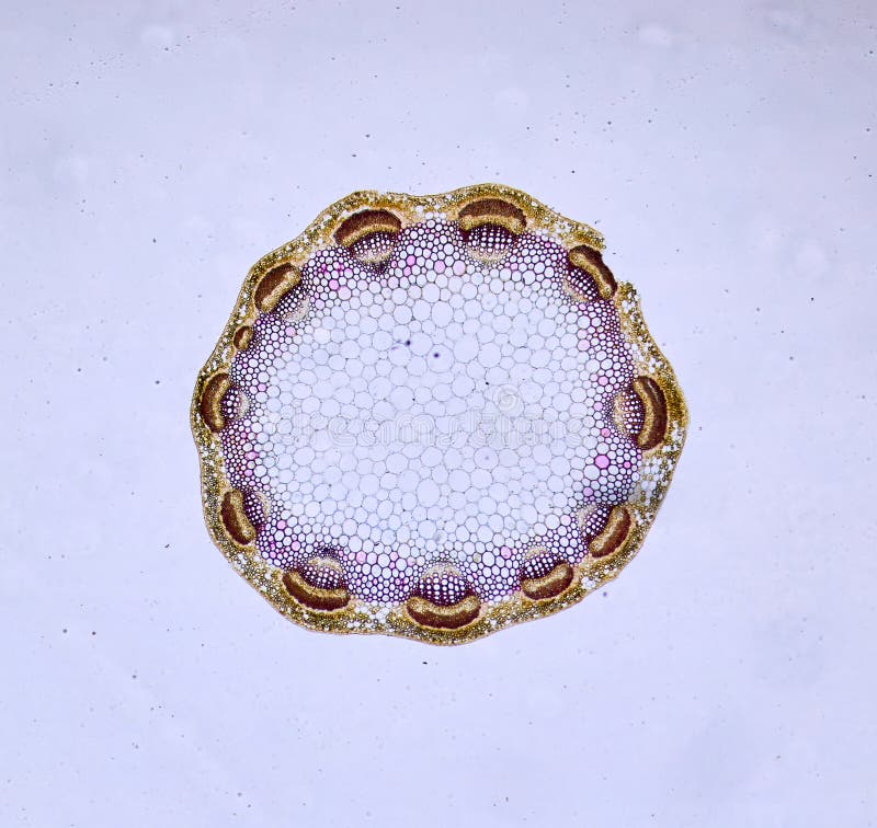 Life under a microscope stock photo. Image of micrograph - 309095434