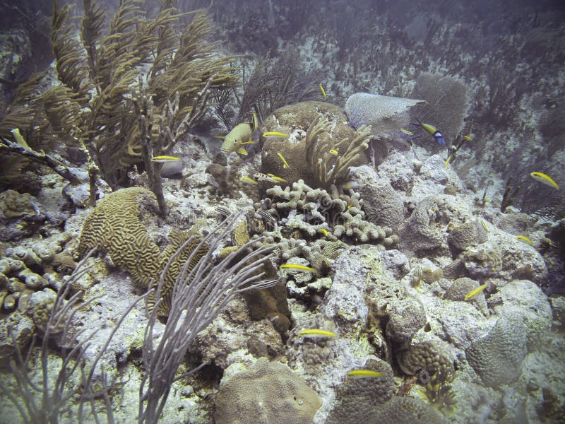 Life under the sea stock image. Image of aquatic, caribbean - 24127093