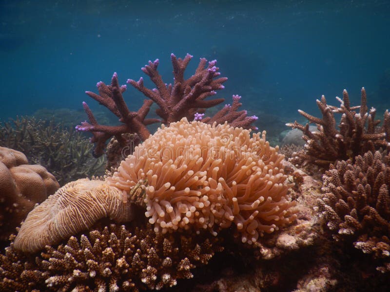 Life of under the sea stock image. Image of ocean, karimun - 265477225