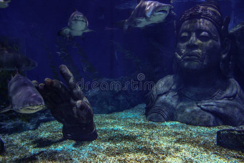 Life under water stock image. Image of ocean, lakes - 167001119