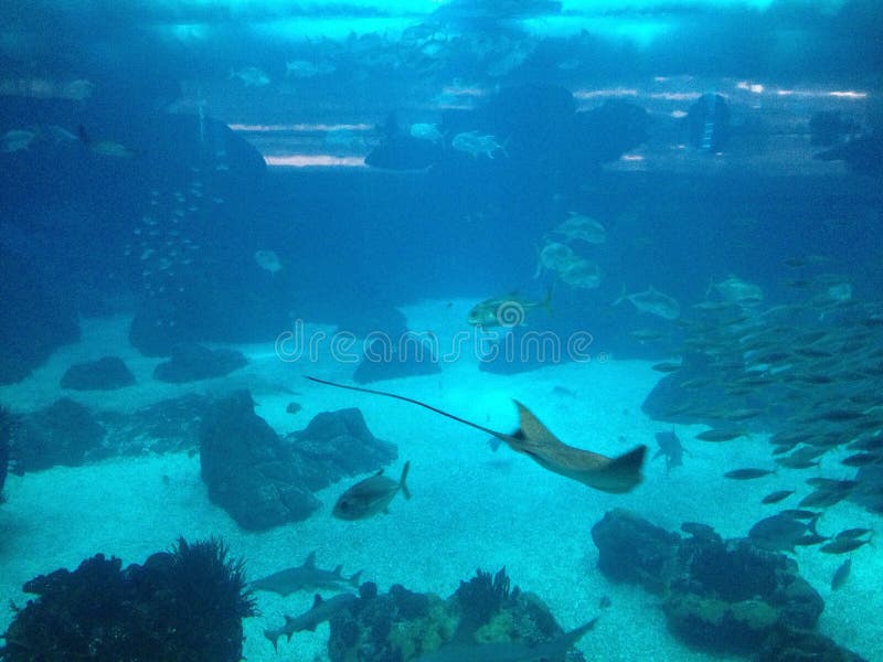 Life under water stock photo. Image of life, extreme - 49694276