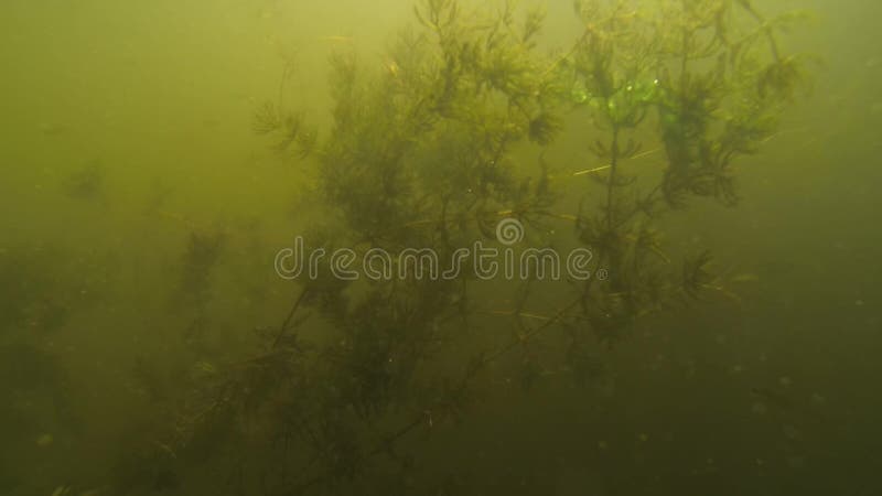 Life Under the Ocean. Exploring Wild Marine Life 4k Stock Video - Video ...