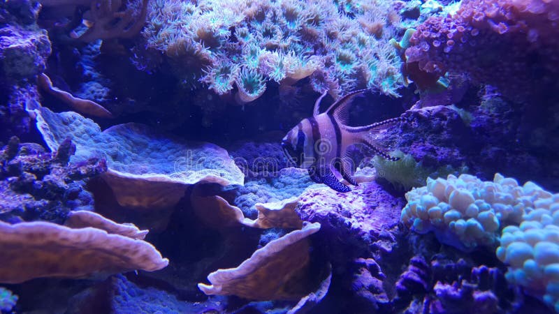 Life Underwater with a Fish Stock Photo - Image of life, enjoying ...