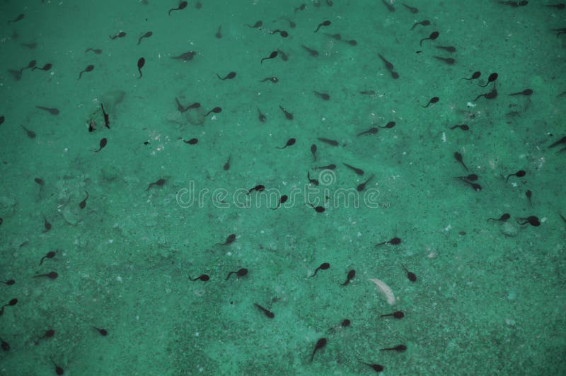 Life in water stock photo. Image of count, gene, frogs - 1222348