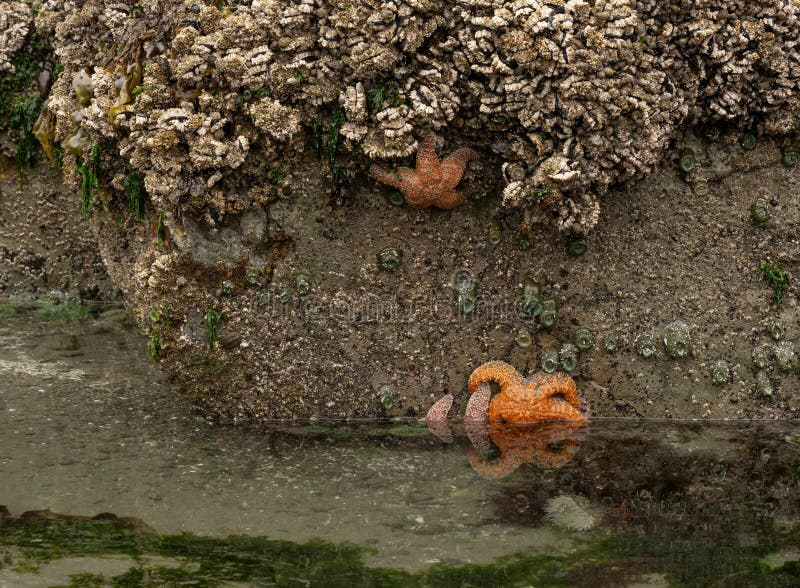 Life at Water Level in a Tidal Pool on Meyers Beach Stock Photo - Image ...