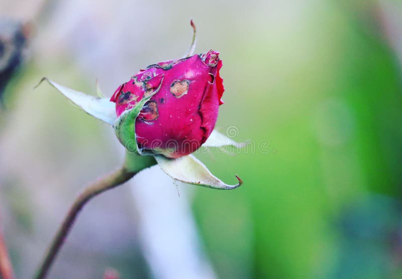 Life Will Continue Don& X27;t Give Up Stock Image - Image of shrub ...