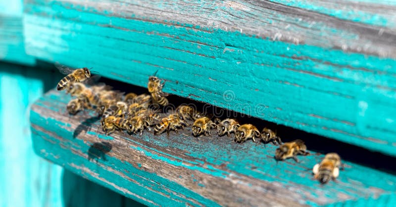 Life of Worker Bees. the Bees Bring Honey. Stock Photo - Image of ...