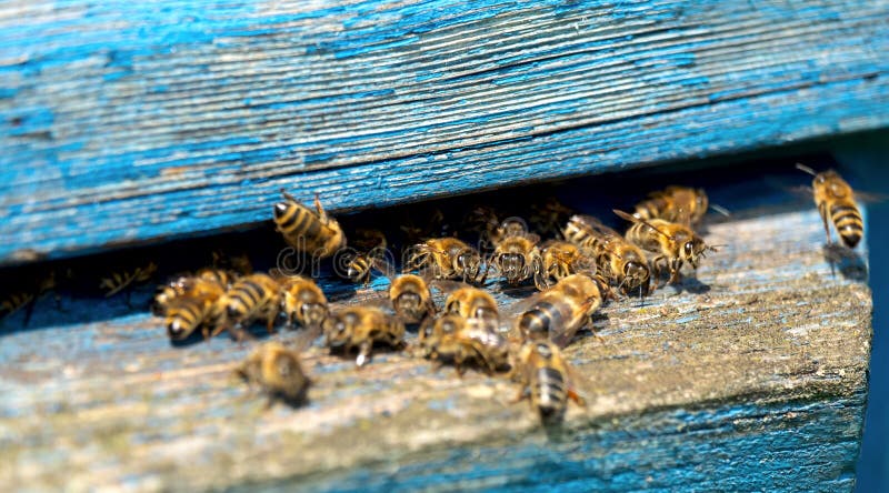 Life of Worker Bees. the Bees Bring Honey Stock Photo - Image of ...