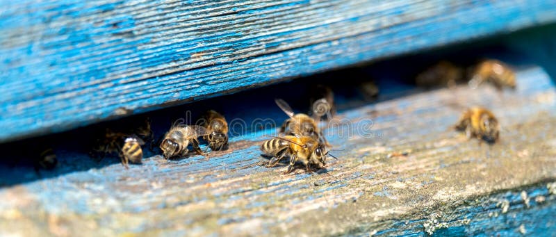 Life of Worker Bees. the Bees Bring Honey Stock Image - Image of honey ...