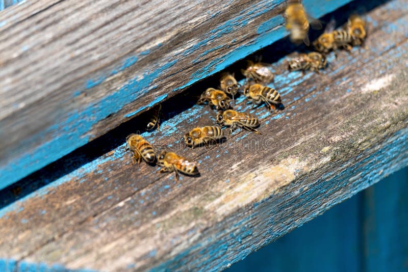 Life of Worker Bees. the Bees Bring Honey Stock Image - Image of ...