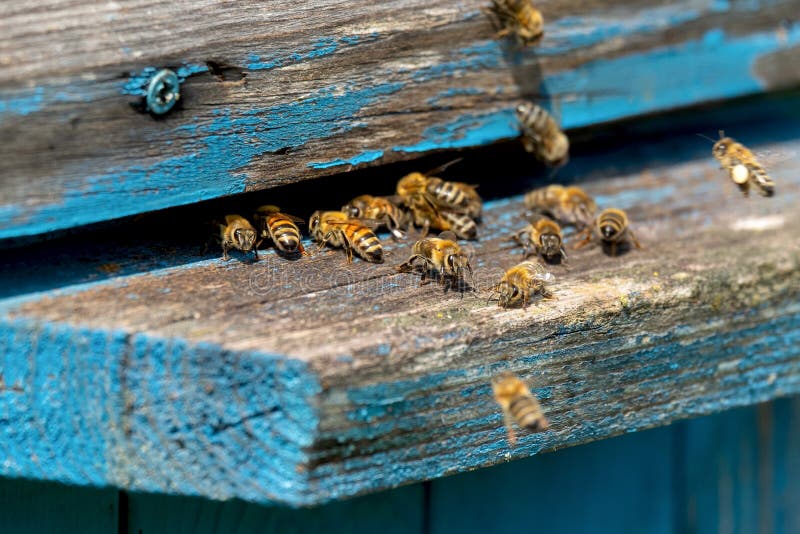 Life of Worker Bees. the Bees Bring Honey Stock Photo - Image of space ...