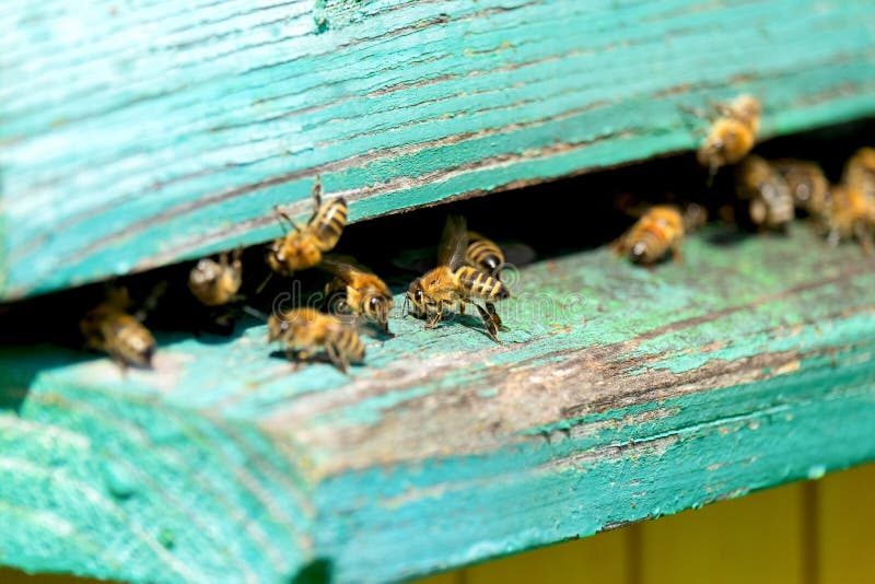 Life of Worker Bees. the Bees Bring Honey Stock Photo - Image of ...