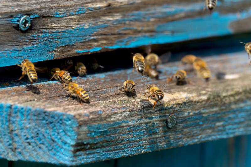Life of Worker Bees. the Bees Bring Honey Stock Image - Image of food ...