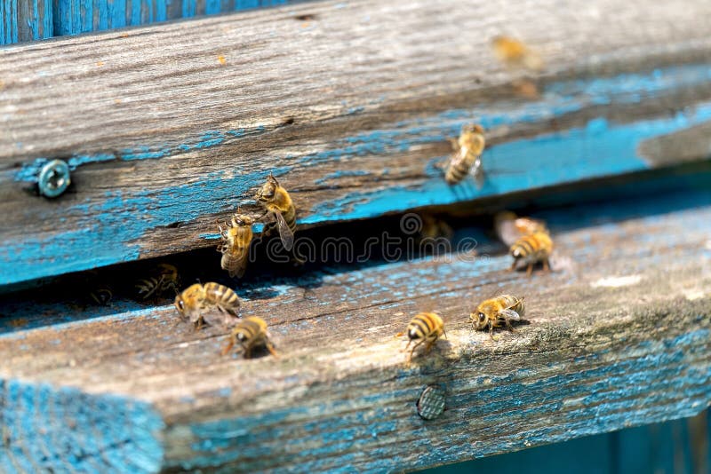 Life of Worker Bees. the Bees Bring Honey Stock Photo - Image of ...