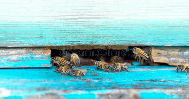 Life of Worker Bees. the Bees Bring Honey Stock Photo - Image of blue ...