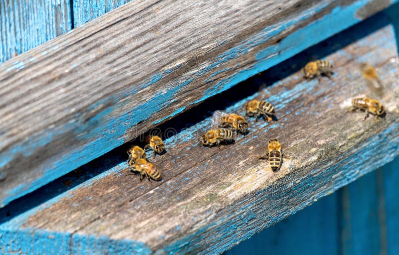 Life of Worker Bees. the Bees Bring Honey Stock Image - Image of flock ...