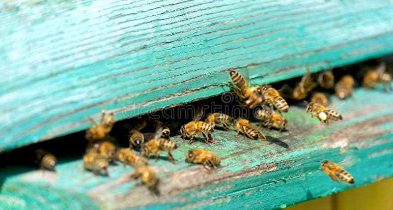 Life of Worker Bees. the Bees Bring Honey Stock Photo - Image of ...