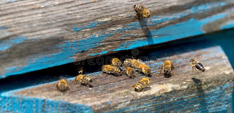Life of Worker Bees. the Bees Bring Honey Stock Image - Image of food ...