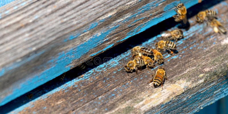 Life of Worker Bees. the Bees Bring Honey Stock Image - Image of apis ...