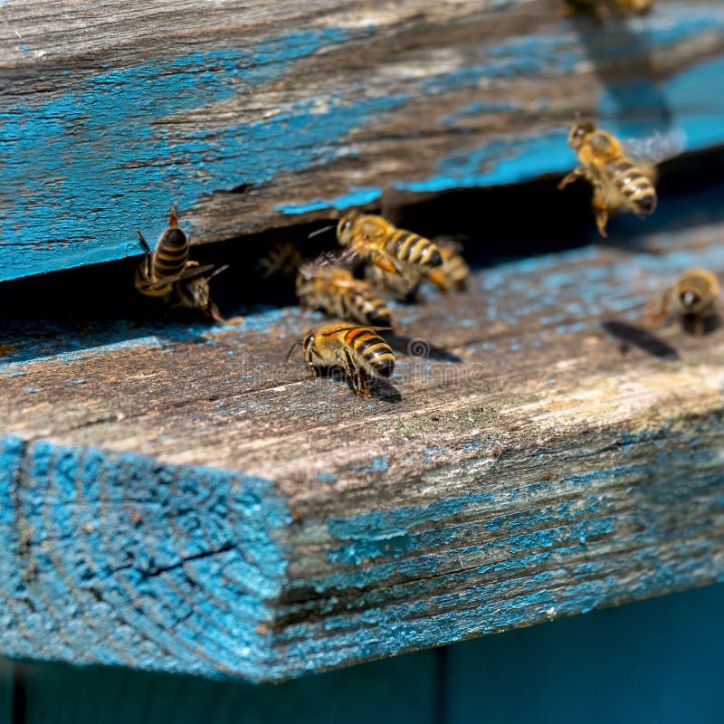 Life of Worker Bees. the Bees Bring Honey Stock Photo - Image of blue ...