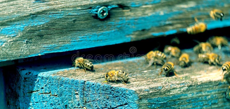 Life of Worker Bees. the Bees Bring Honey Stock Photo - Image of food ...