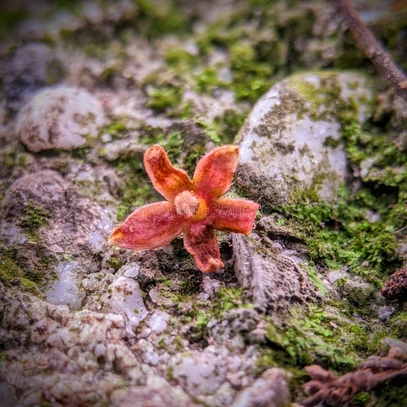 Life in the world stock image. Image of world, life - 228635629