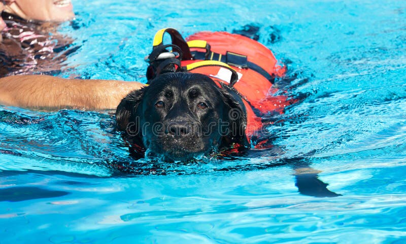 Lifeguard dog stock image. Image of people, life, baywatch - 59800127