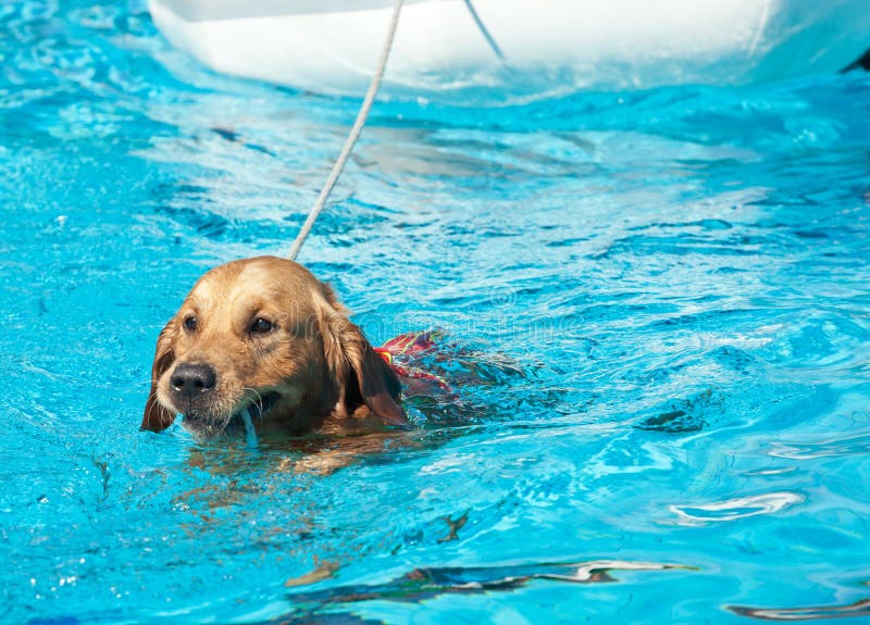 Lifeguard dog stock photo. Image of school, lifeguards - 59803400