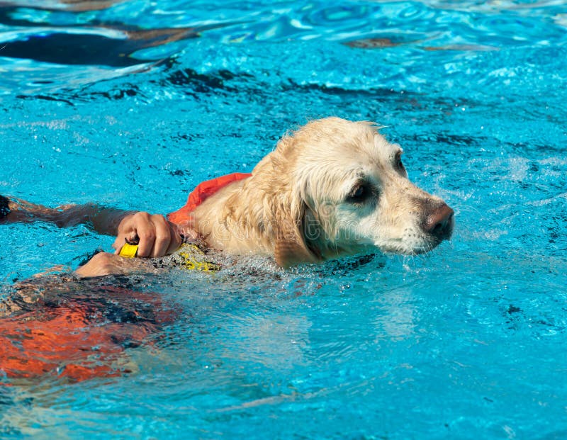 Lifeguard dog stock image. Image of labrador, life, jacket - 59803597