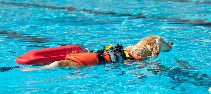 Lifeguard dog stock photo. Image of ocean, water, lake - 59803742