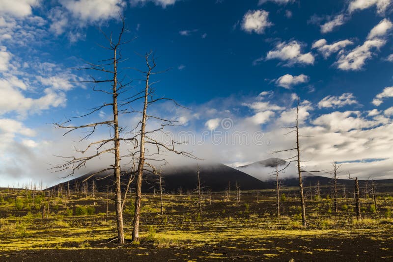 Lifeless Trees in the Dead Forest Stock Photo - Image of ecology ...