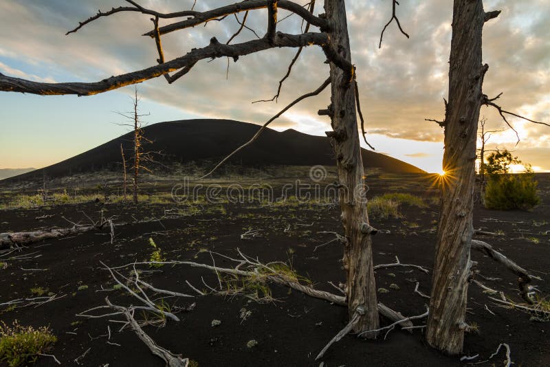 Lifeless Trees in the Dead Forest Stock Photo - Image of catastrophe ...