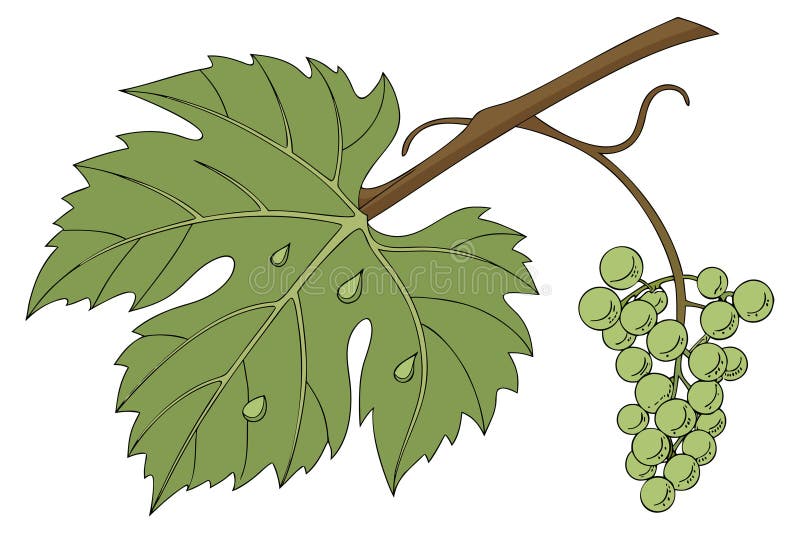 Detailed Grape Leaf Artwork Stock Illustrations – 317 Detailed Grape ...