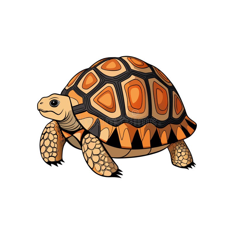 Lifelike Indian Star Tortoise Nature Graphic Stock Photo - Illustration ...