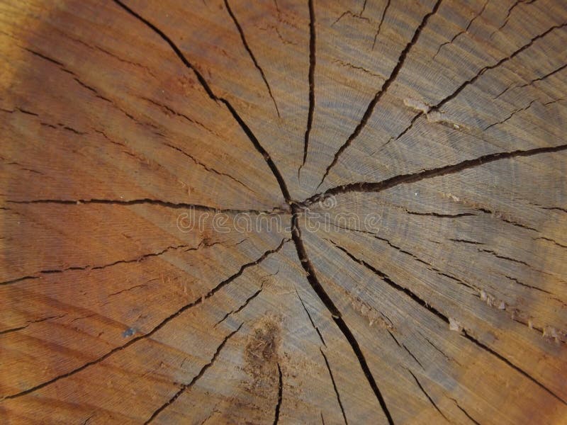 Lifeline stock image. Image of brown, wood, stump, tree - 64819851