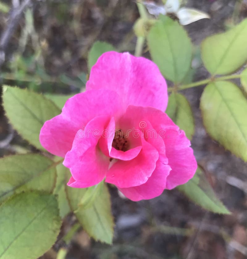 Lifes wonders stock image. Image of lifes, wonder, summer - 122953897