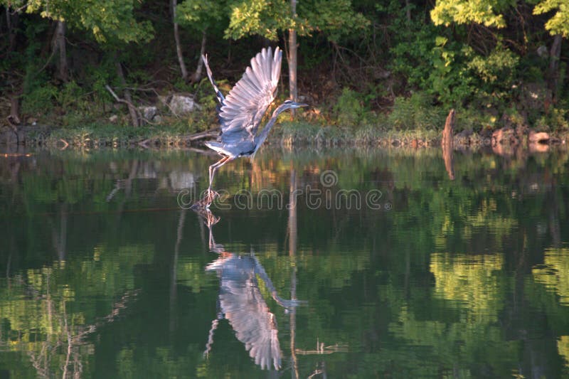 Lift off stock image. Image of wildlife, tranquil, beauty - 33354505