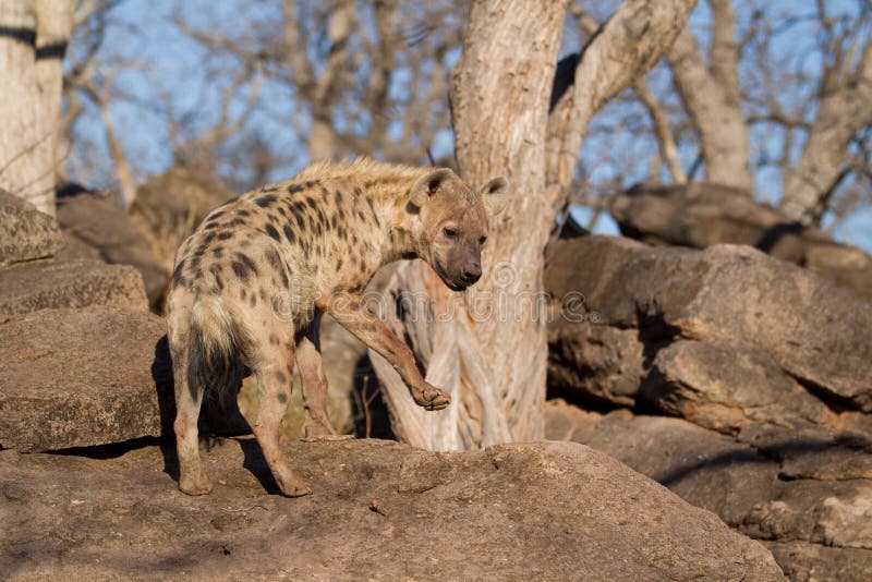 Hyena Tracks Stock Photos - Free & Royalty-Free Stock Photos from ...