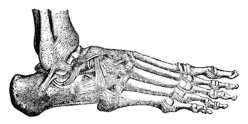 Ankle Drawing Stock Illustrations – 2,603 Ankle Drawing Stock ...